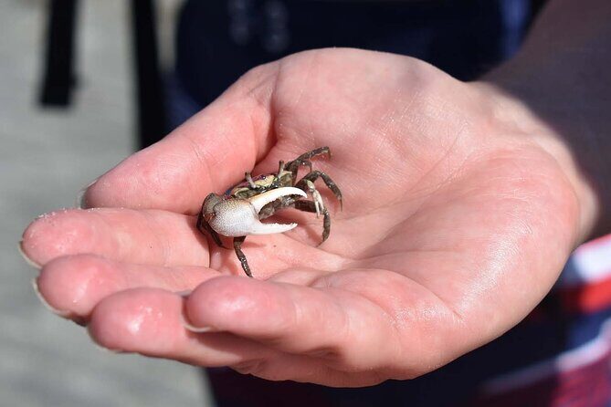 Kayak Salt Marsh Maze Tour - Price, Booking, and Practical Tips