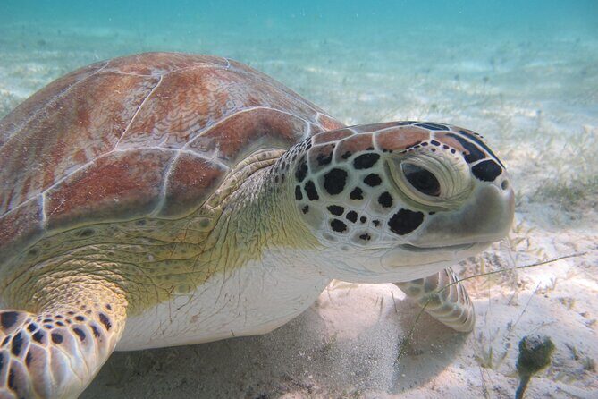 Kayak & Snorkel with Sea Turtles, National Park, St. John - The Practicalities: From Booking to Post-Adventure