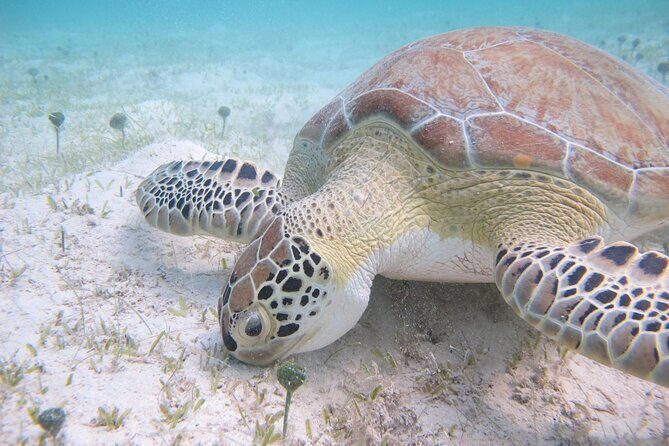 Kayak & Snorkel with Sea Turtles, National Park, St. John - FAQ