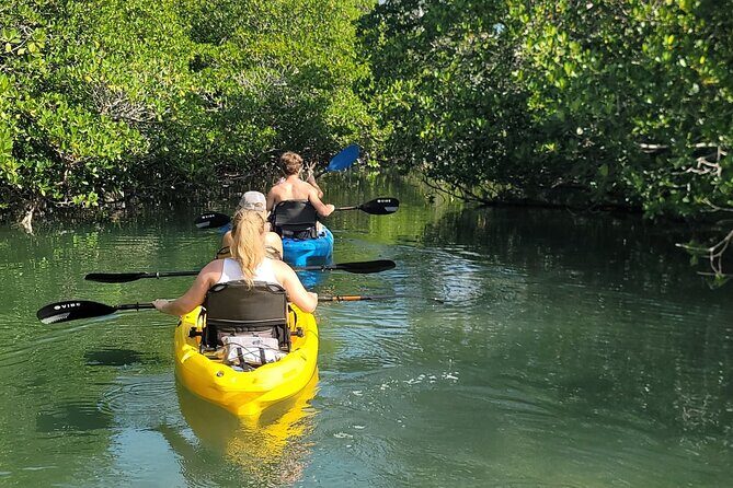 Kayak through Mangrove Forests in the Florida Keys - A Detailed Look at the Kayak Tour in the Florida Keys
