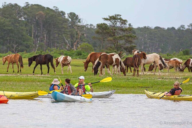 Kayak Tour along Assateague & Chincoteague Island, Virginia - An Overview of the Experience