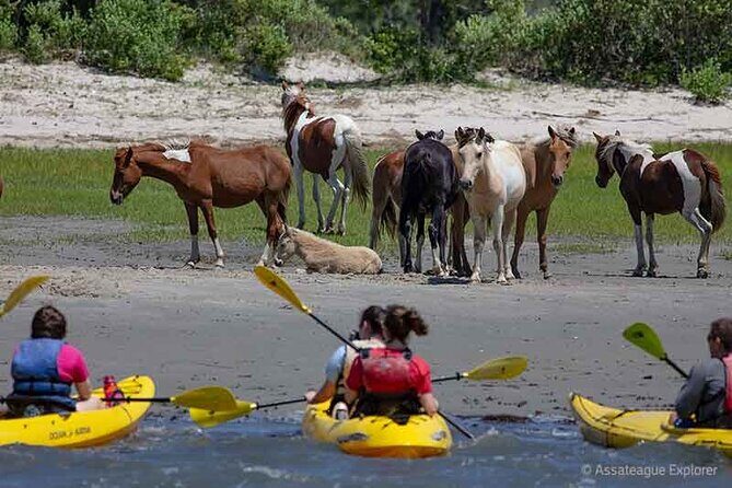 Kayak Tour along Assateague & Chincoteague Island, Virginia - Final Thoughts