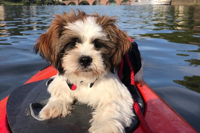 Kayak-Tour in Heidelberg on river Neckar - Pricing & Value