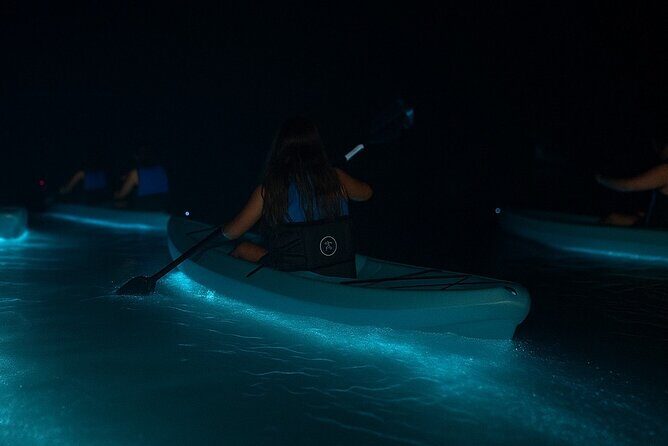 Kayak Tours and Rentals. Dolphins, Manatees, and Bioluminescence! - What the Tour Offers and Why It Matters