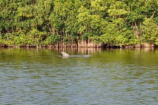 Kayak Tours and Rentals. Dolphins, Manatees, and Bioluminescence! - Seasonal Considerations and Flexibility