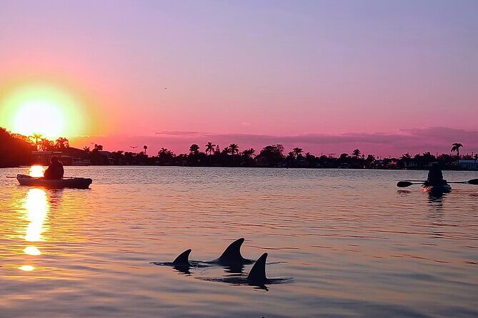 Kayak Tours and Rentals. Dolphins, Manatees, and Bioluminescence! - Pricing and Value