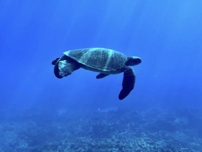 Kayak, Whale Watch And Snorkel At Turtle Town - The Sum Up: Who’s This Tour Best For?