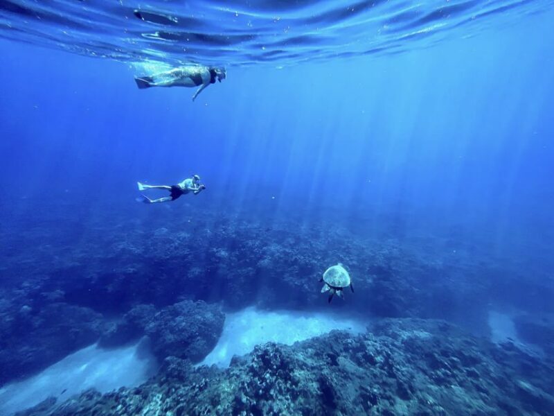 Kayak, Whale Watch And Snorkel At Turtle Town - FAQs
