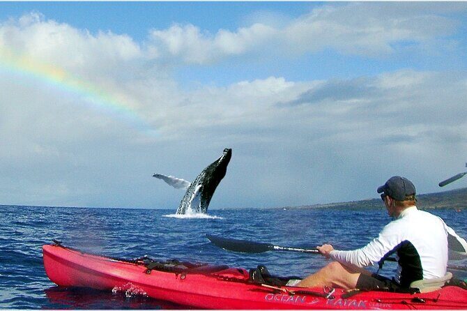 Kayak, Whale Watch and Snorkel - Key Points