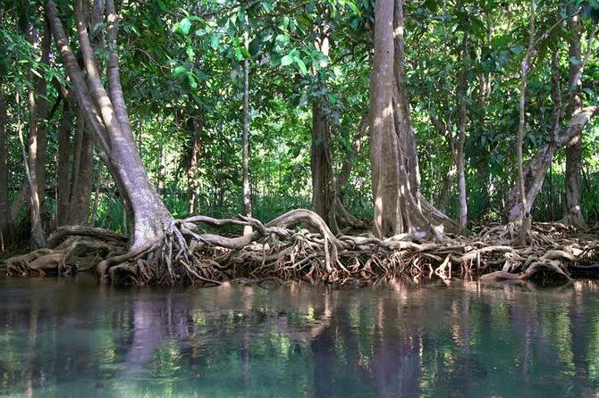 Kayaking in Ao Thalane - Discover the Mangrove life - What’s Included and What to Expect