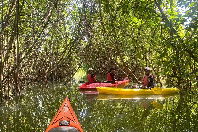 Kayaking in Mangrove Forest of Paravur Backwaters near Varkala and Kollam - Introduction: Exploring Paravurs Hidden Waterway Jewel