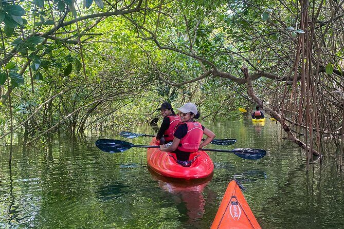 Kayaking in Mangrove Forest of Paravur Backwaters near Varkala and Kollam - Key Points