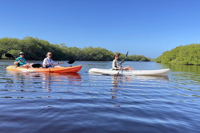 Kayaking in the Mangroves Experience - Final Thoughts