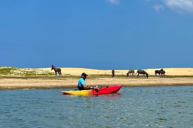 Kayaking Through the Kalpitiya Mangroves - Who Will Love This Tour?