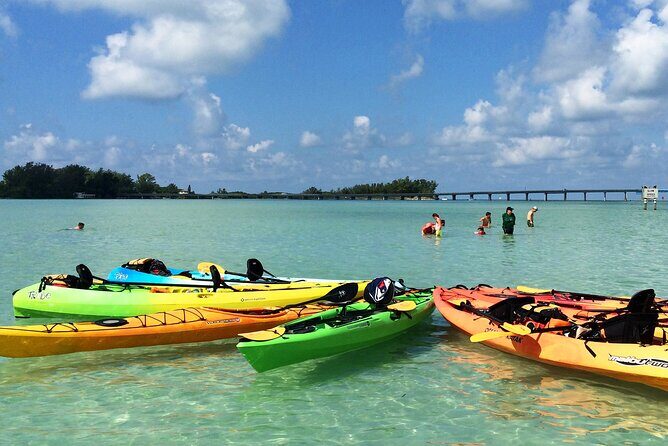 Kayaking with coastal wildlife in Sarasota Bay - A Practical Introduction to Sarasota Bays Kayaking Tour