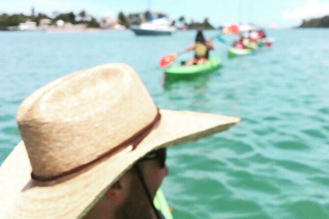 Kayaking with coastal wildlife in Sarasota Bay - Authentic Encounters: What Guests Say