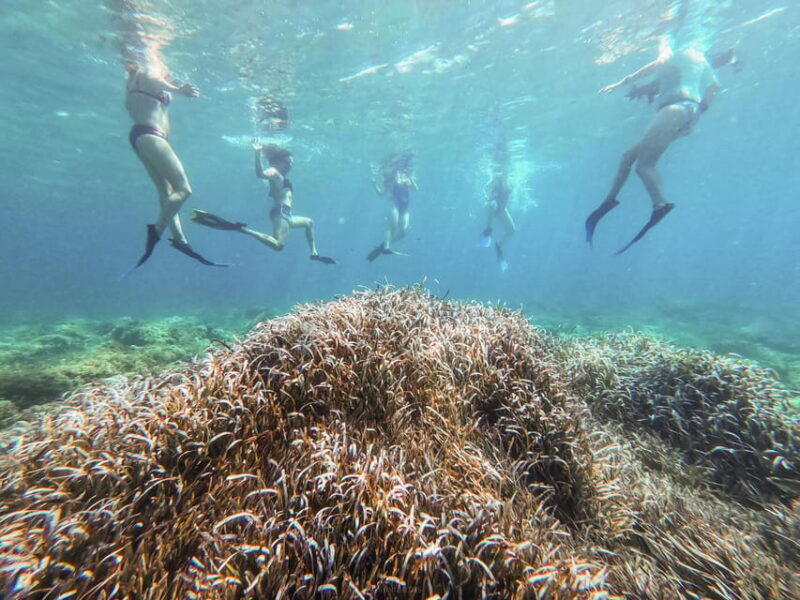 Kayak&Snorkel Tour - The Secret of the Posidonia - FAQ