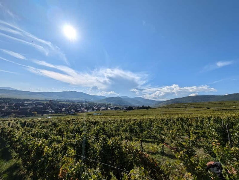 Kaysersberg Vineyard Discovery of the vineyard and wine, Domaine Meyer-Krumb - Discovering the Heart of Alsace: What to Expect