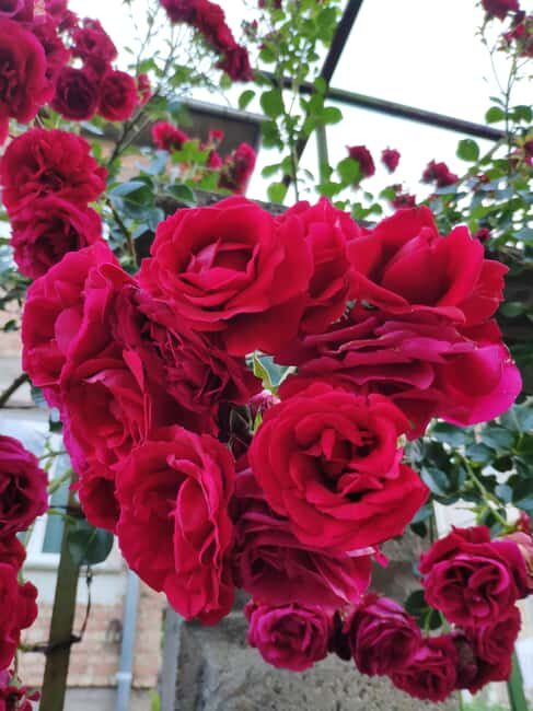 Kazanlak: Rose Festival 2025 VIP Access - Free Time and Culinary Pleasures