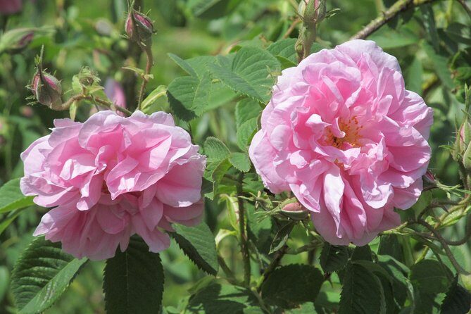 Kazanlak-Rose Valley-Valley of the Thracian Kings - private tour from Plovdiv - Key Points