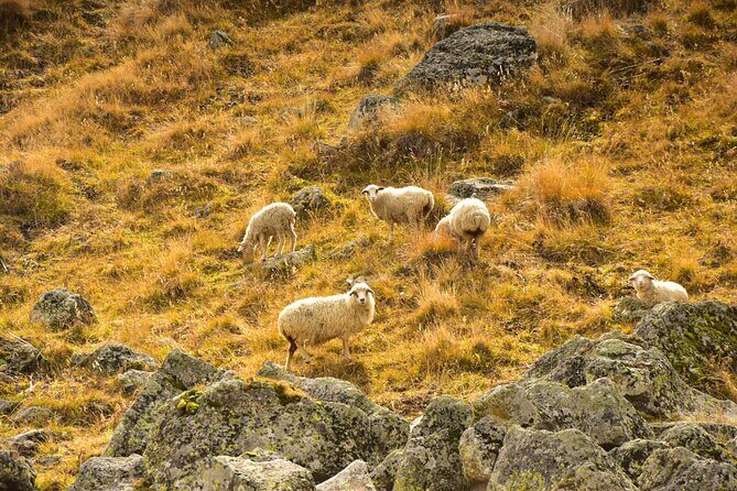 Kazbegi - One Day Trekking Private Tour to Angel Mountain 3096 m - Key Points