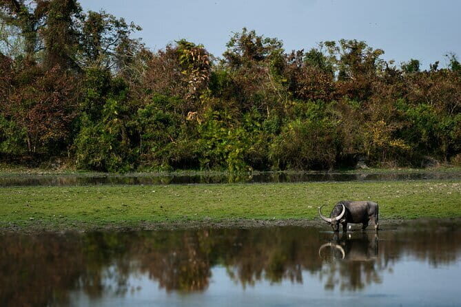 Kaziranga: A Wild And Exotic Venture for Foreign Guests - An In-Depth Look at the Kaziranga Tour