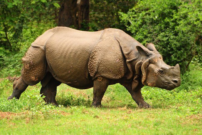 Kaziranga Indian Big Five Wildlife Tour - The Itinerary Breakdown: What You Can Expect