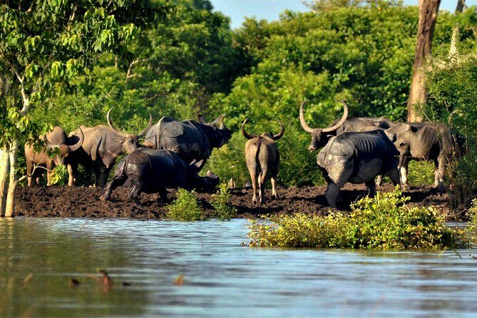 Kaziranga Indian Big Five Wildlife Tour - Practical Tips for Future Travelers