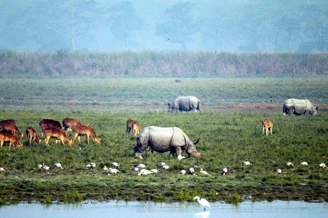 Kaziranga National Park & Guwahati - Kaziranga National Park: The Heart of the Experience