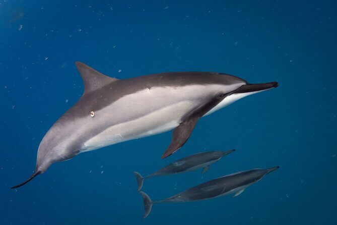Kealakekua Bay Captain Cook Snorkeling - The Sum Up: Who Will Love This Tour?