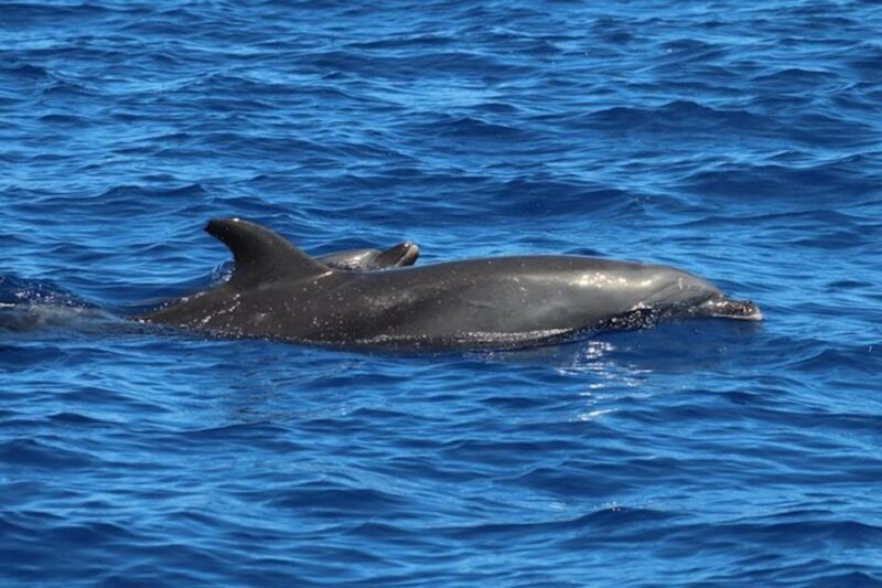 Kealakekua Bay: Snorkel and Coastal Adventure with Lunch - What Sets This Tour Apart