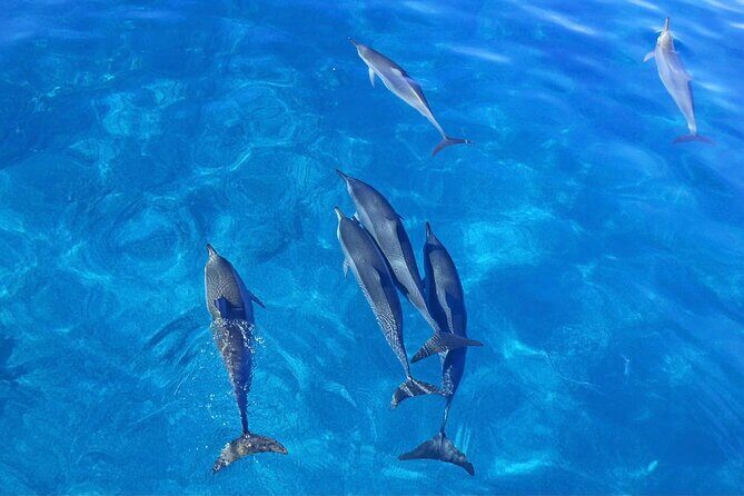 Kealakekua Bay Snorkel & Dolphin Watch In Kona - What the Tour Includes and Why It Matters