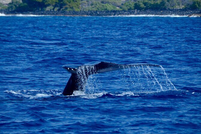 Kealakekua Bay Snorkel & Dolphin Watch In Kona - The BBQ Lunch and Relaxation