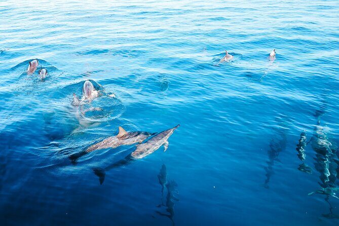 Kealakekua Bay Snorkel & Dolphin Watch In Kona - Overall Experience and What Travelers Say