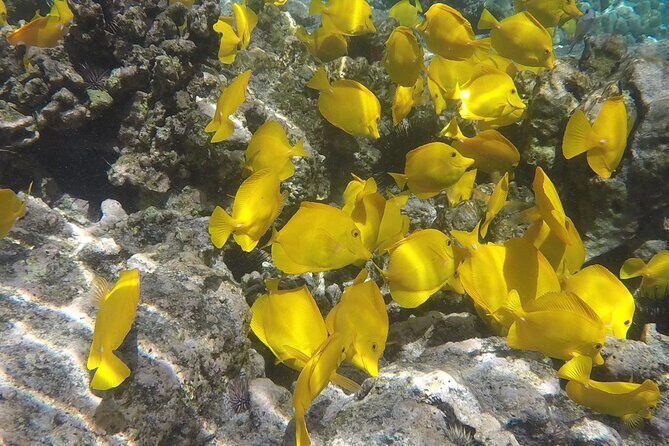 Kealakekua Snorkel and Sail Adventure - Frequently Asked Questions