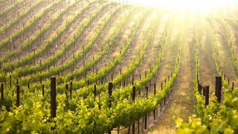 Kefalonia: Culinary and Cultural Guided Tour - An In-Depth Look at the Kefalonia Culinary and Cultural Tour