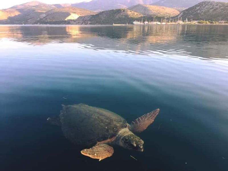Kefalonia Nature & Beach Tour  Turtles, Caves & Hidden Gems - FAQ