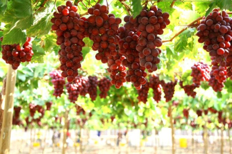 Kefalonia: Private Wine Tasting with Vineyard Tour - Key Points