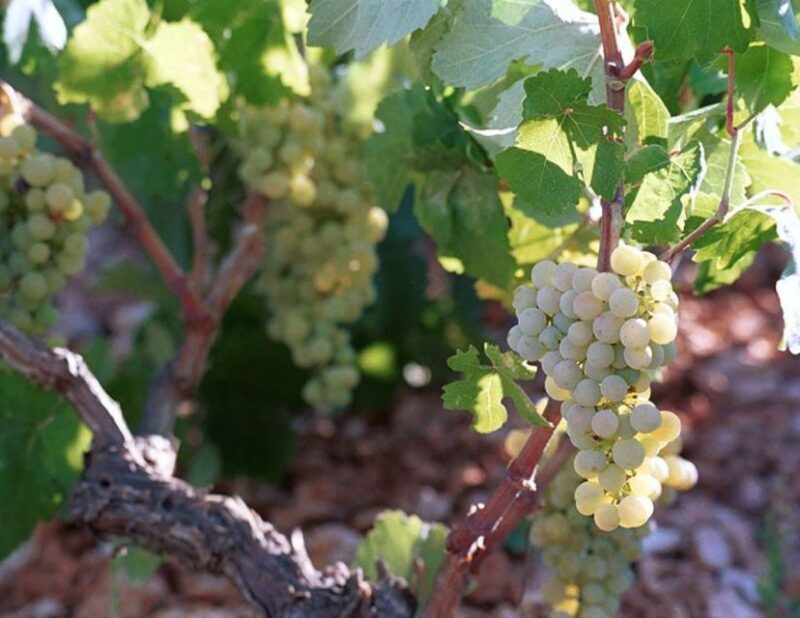 Kefalonia: Private Wine Tasting with Vineyard Tour - Scenery and Views