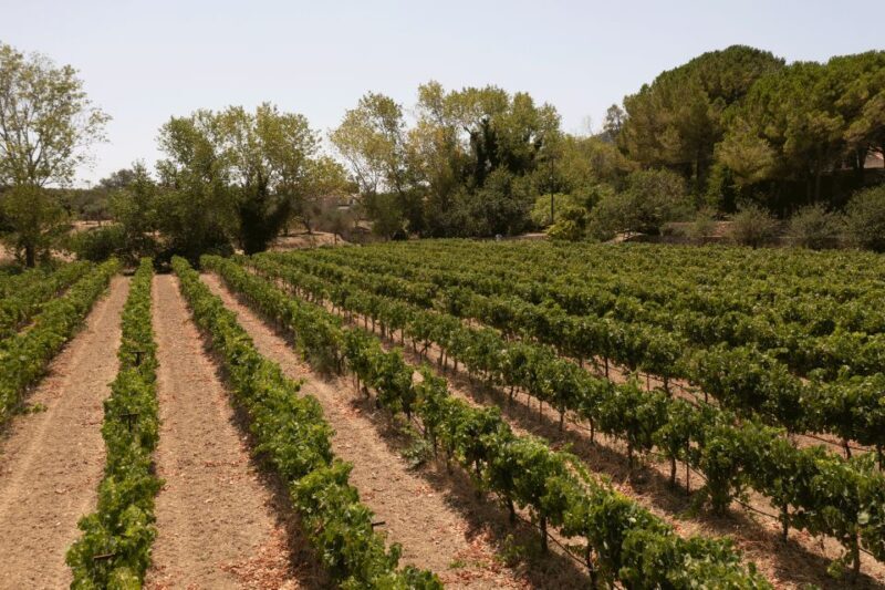 Kefalonia Wine Adventure in 3 Wineries With Tastings - An In-Depth Look at the Kefalonia Wine Tour