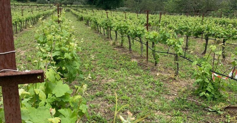 Kefalonia Wine Tour on E-Bikes - The Practicalities and Value