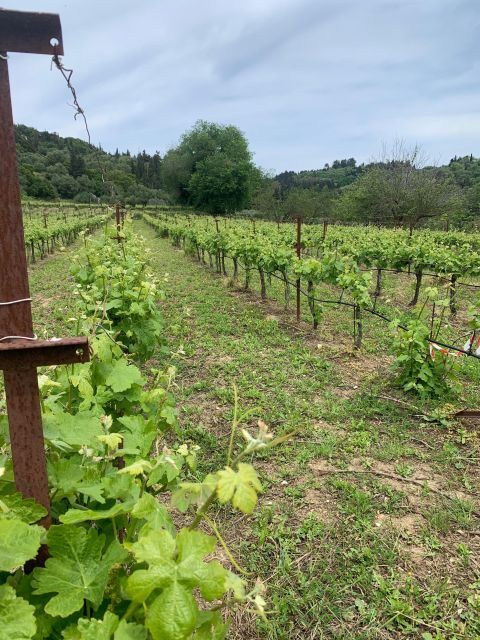 Kefalonia Wine Tour on E-Bikes - Who Is This Tour Best For?