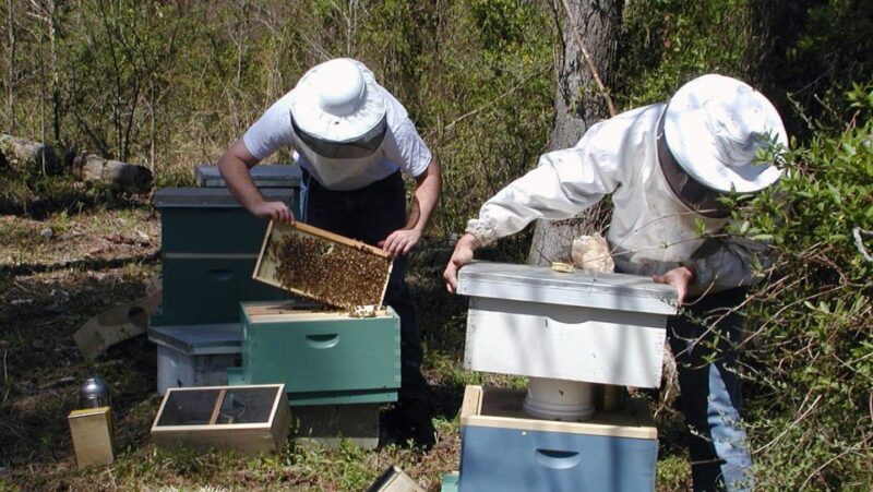 Kefalonia:Private Olive Oil, Honey & Wine Tasting Experience - A Practical Look at Kefalonia’s Private Olive Oil, Honey & Wine Tasting Tour