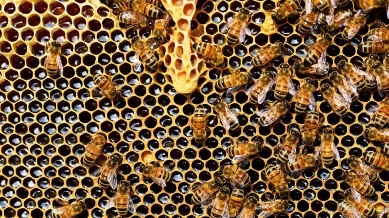 Kefalonia:Private Olive Oil, Honey & Wine Tasting Experience - What Makes This Tour Stand Out?