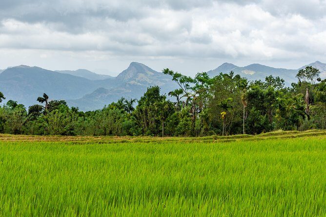 Kehelpothdoruwegala Hike from Kandy - What Will You See and Do?
