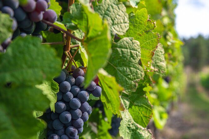 Kelowna Bachelorette Wine Tour Full Day Guided With 5 Wineries - Practical Information and What to Expect