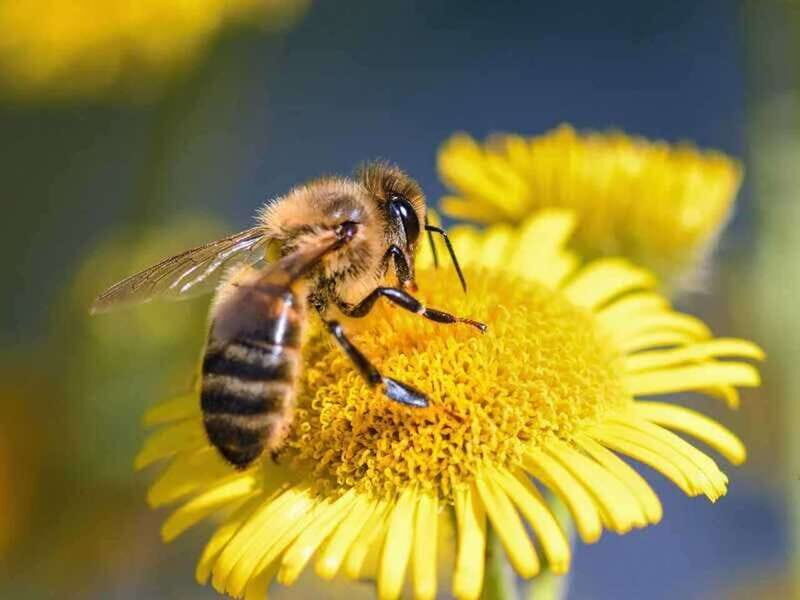 Kelowna: E-Bike Bee Tour w/ Tastings, Lunch, and Audioguide - Authentic Reviews Highlighting the Experience