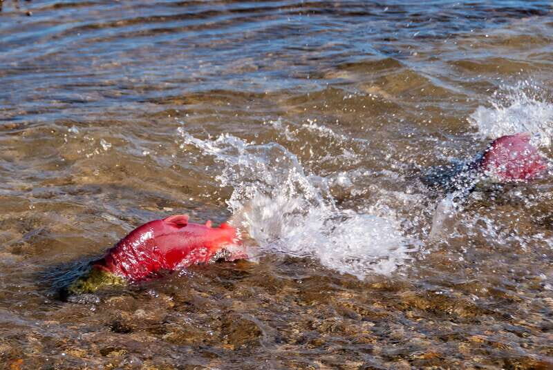 Kelowna: Mission Creek Salmon Run Audio Tour by E-Bike - Kelowna: Mission Creek Salmon Run Audio Tour by E-Bike – A Balance of Nature, Tech, and Adventure
