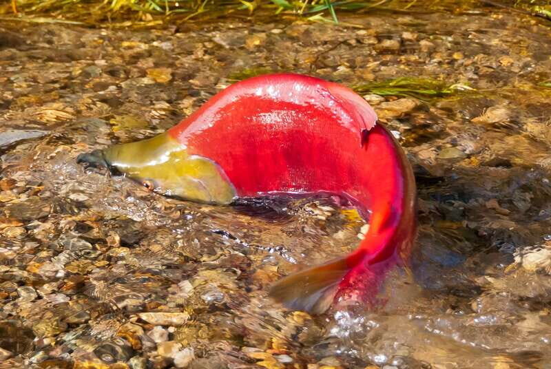 Kelowna: Mission Creek Salmon Run Audio Tour by E-Bike - Practical Tips and Insights