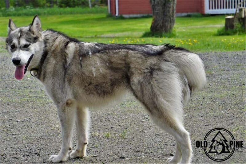 Kemi-Tornio: Husky Farm Visit with Hotel Pickup - summer - Key Points